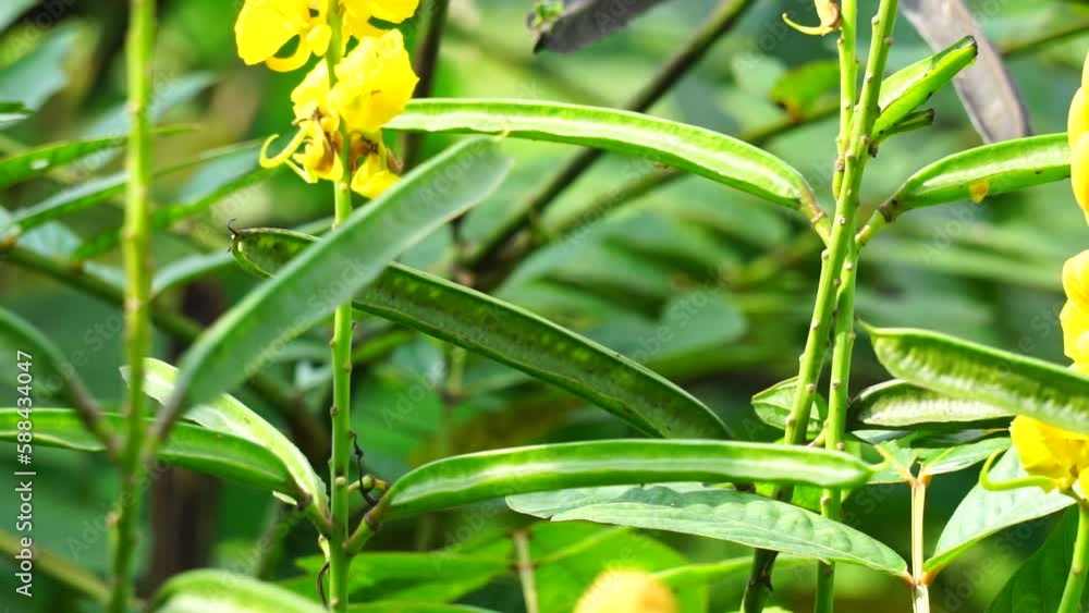Senna alata (Senna alata, Caesalpinioideae, emperor's candlesticks) leaves. Use for treating ...
