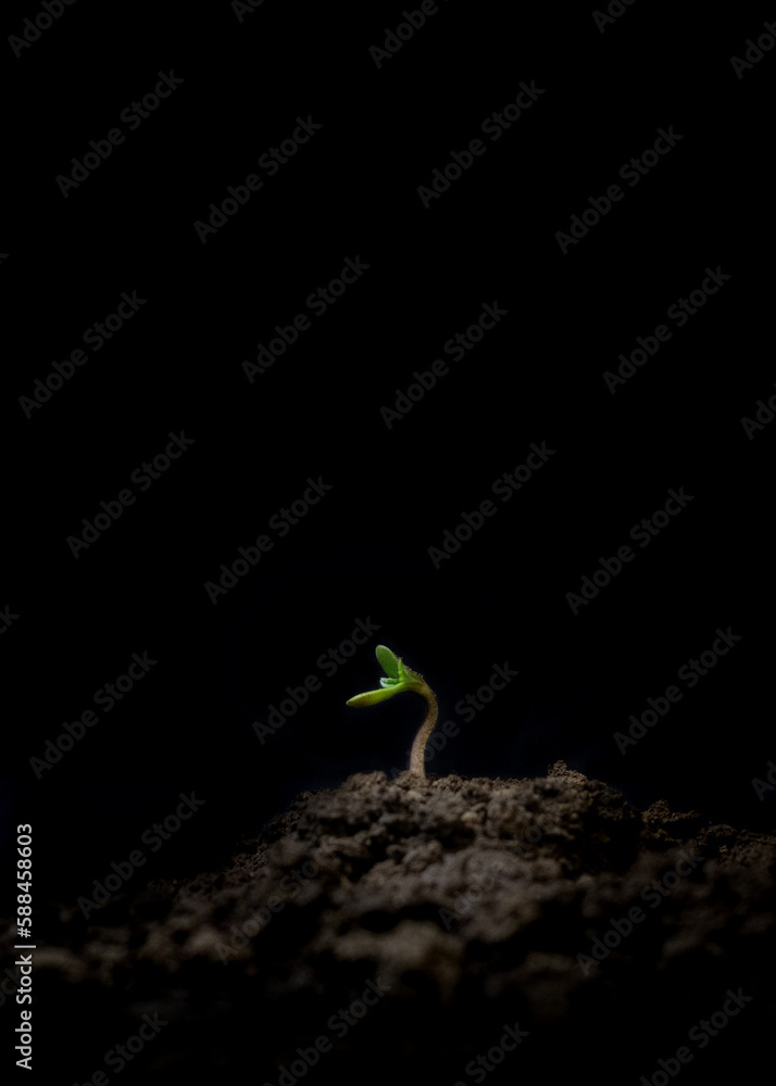 a cannabis sprout sprouts from the ground. Cannabis sprout on a black ...