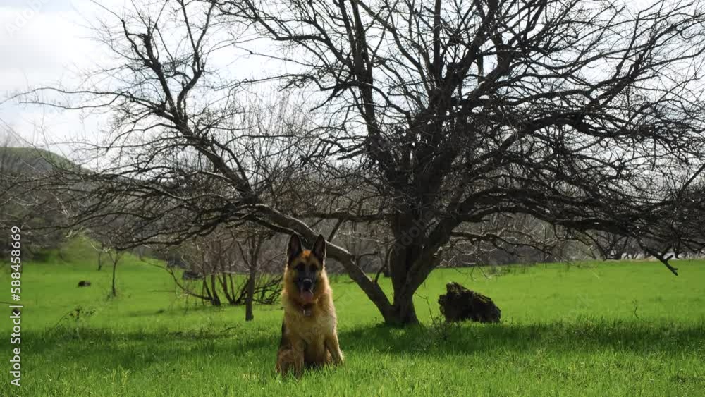 Dog walks in field and sits near large bare tree on warm sunny spring ...