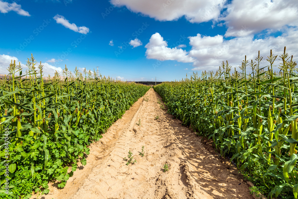 Field with ripening plants of corns. Image depicts food production and ...