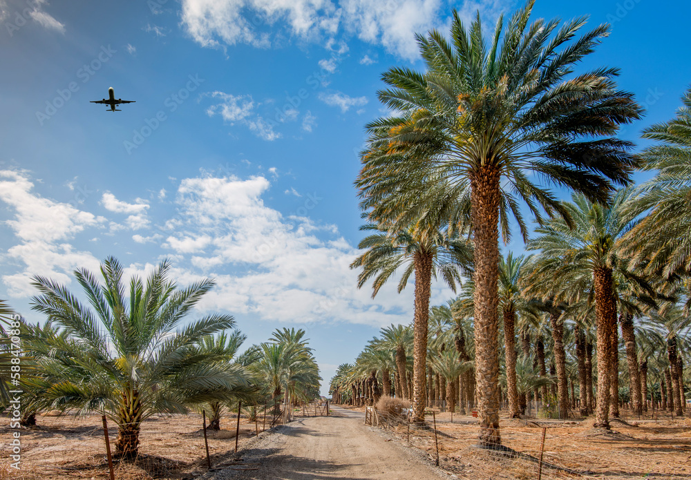 Plantation of date palms for healthy food production. Date palm is ...