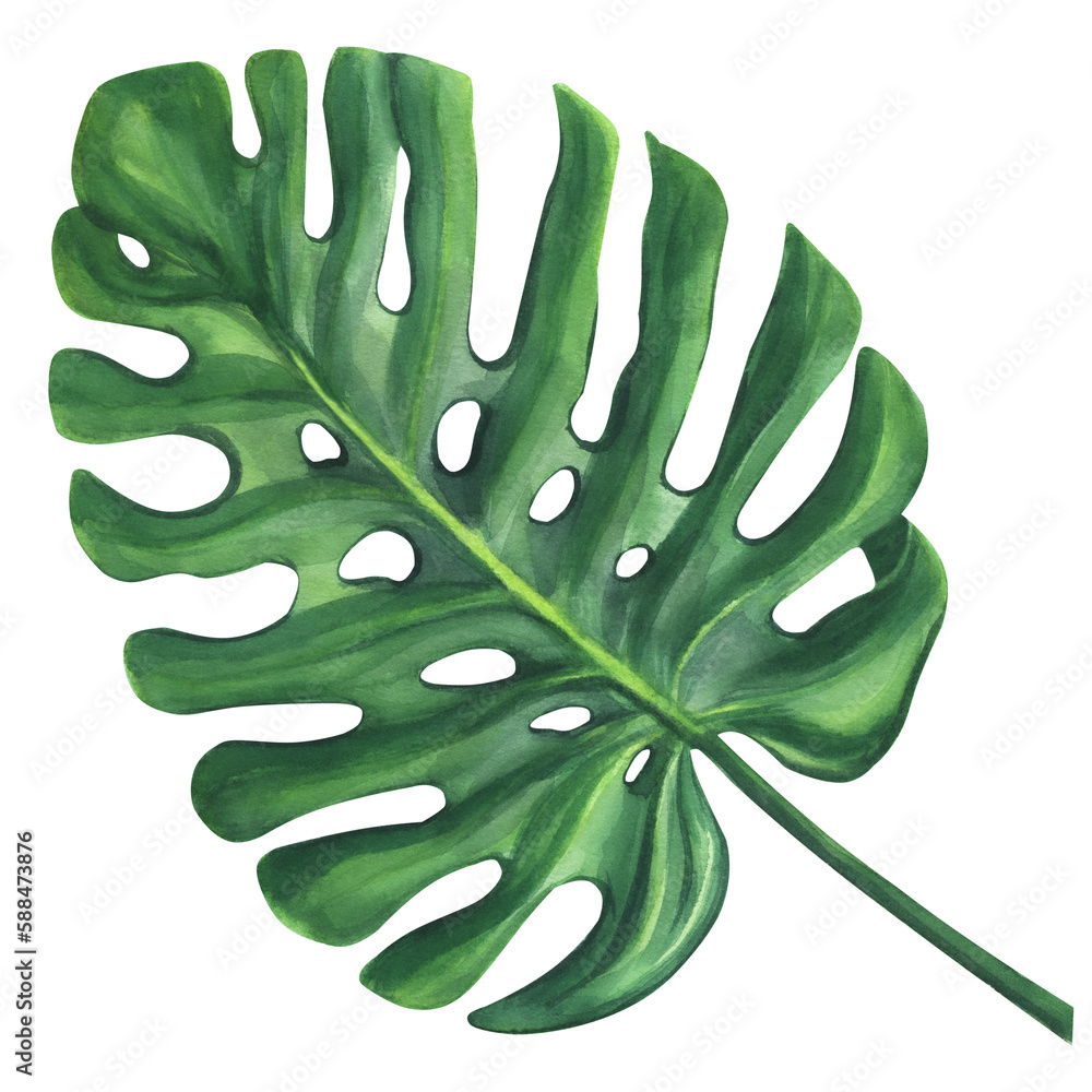 Green leaf of mostera palm. Jungle, tropical, exotic, foliage ...