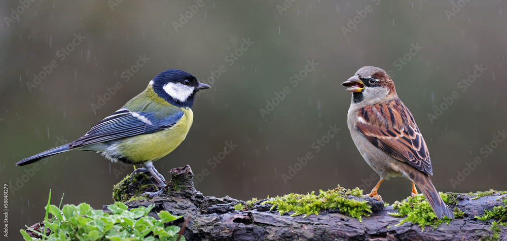 Couple of garden songbirds standing on a mossy branch with forest ...