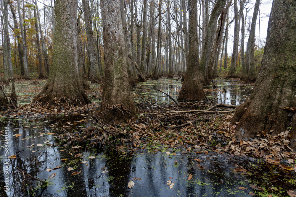 Cypress Swamp along Natchez Trace Parkway and Natchez Trace National ...