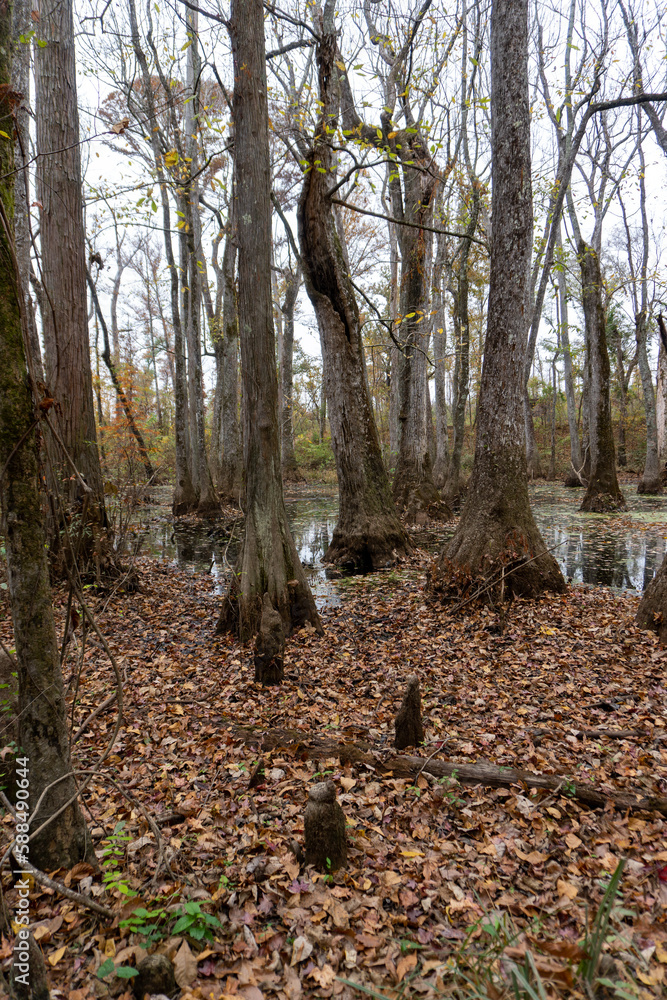 Cypress Swamp along Natchez Trace Parkway and Natchez Trace National ...
