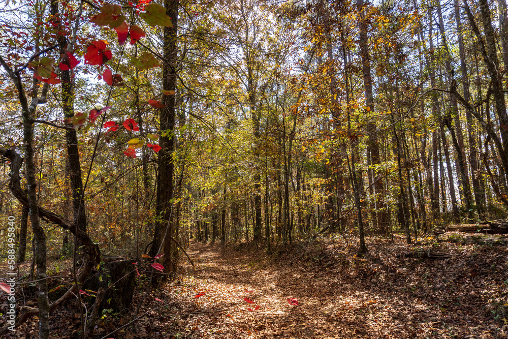Old Trace on the Natchez Trace parkway. Trail was created and used by ...