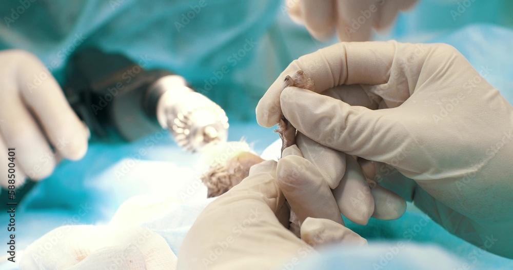A veterinary surgeon performs osteosynthesis of a limb in a pet. In the ...