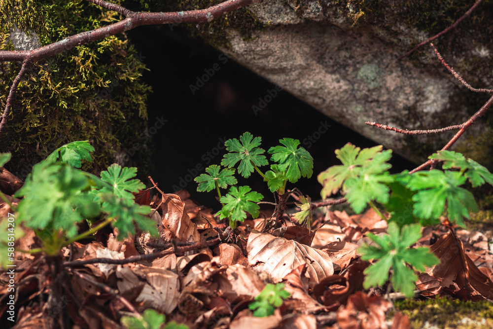 Beautiful vibrant green plants coming out of a hole under the rock ...