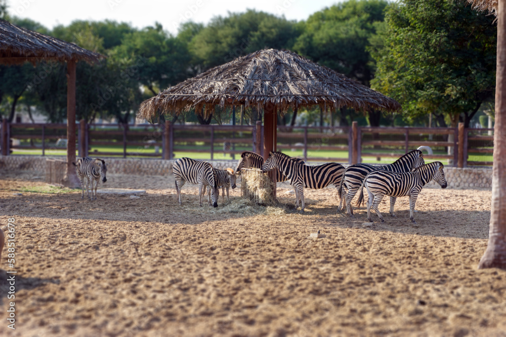 Foto de Al Khor,DohaQatar - February 22nd, 2020 : Animals in Al Khor ...