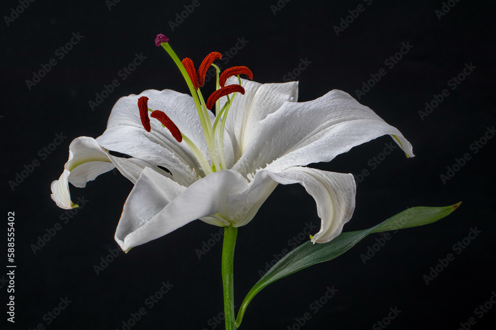 The lily is a genus of flowering plant. There are many species of ...