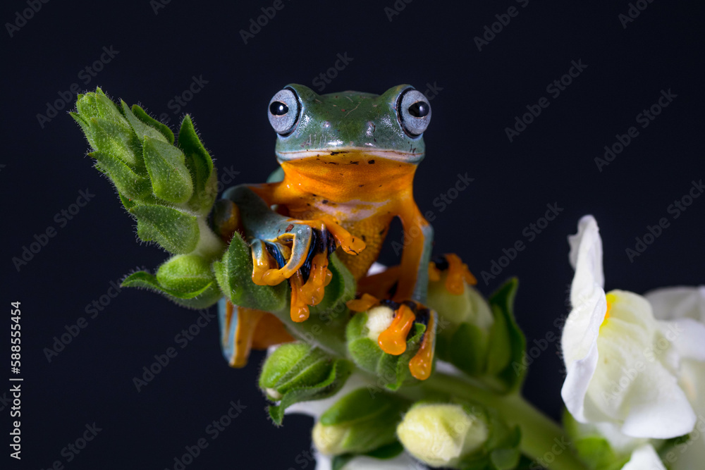 Wallace's flying frog (Rhacophorus nigropalmatus), also known as the ...