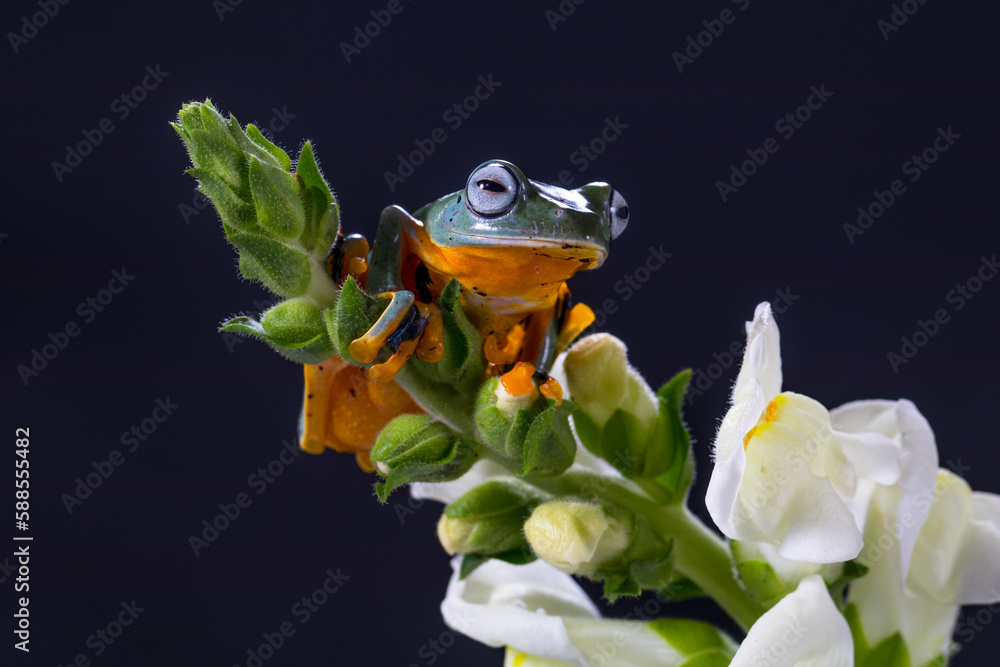 Wallace's flying frog (Rhacophorus nigropalmatus), also known as the ...