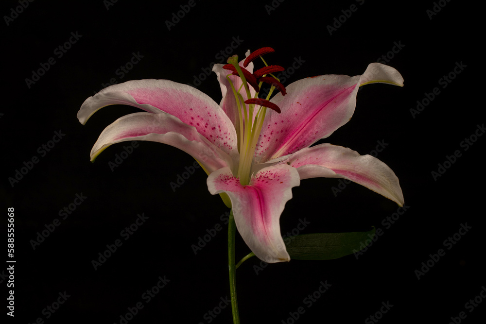 The lily is a genus of flowering plant. There are many species of ...