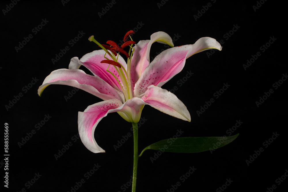 The lily is a genus of flowering plant. There are many species of ...