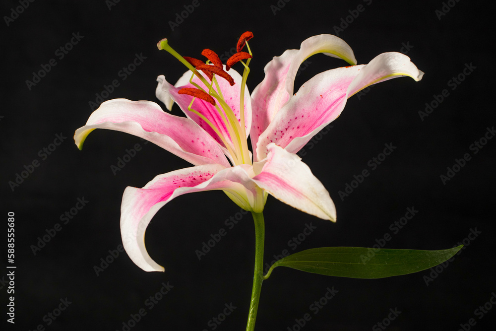 The lily is a genus of flowering plant. There are many species of ...
