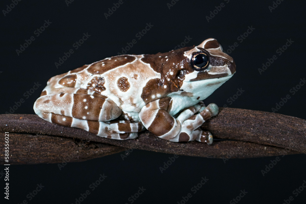 The Mission golden-eyed tree frog or Amazon milk frog (Trachycephalus ...