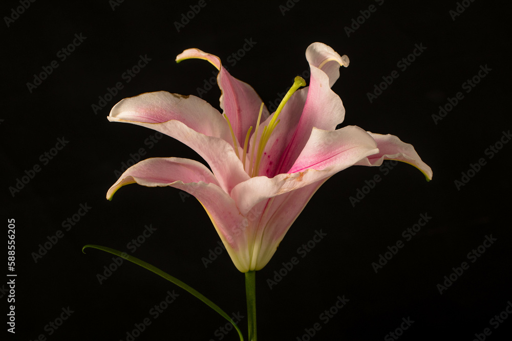 The lily is a genus of flowering plant. There are many species of ...