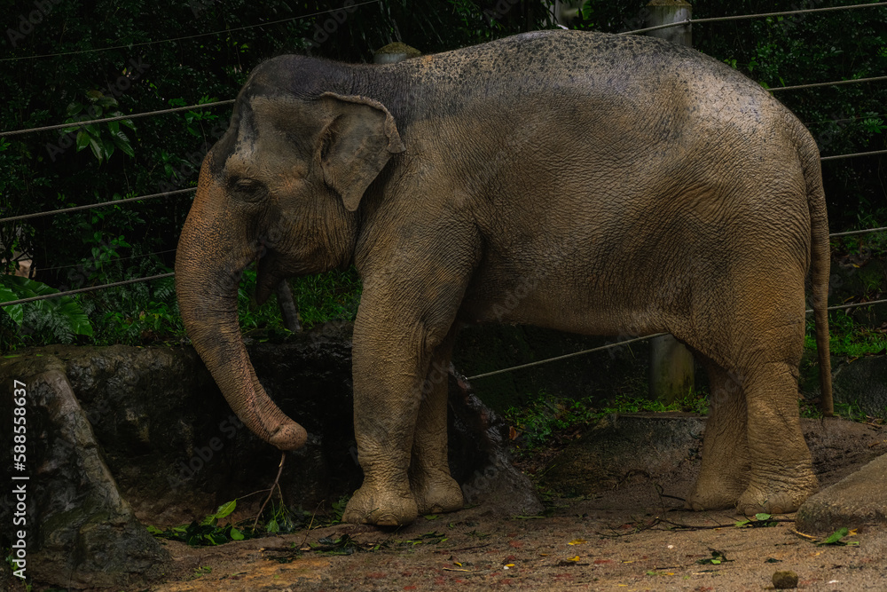 View of Asian elephants (Elephas maximus), also called Asiatic elephant ...
