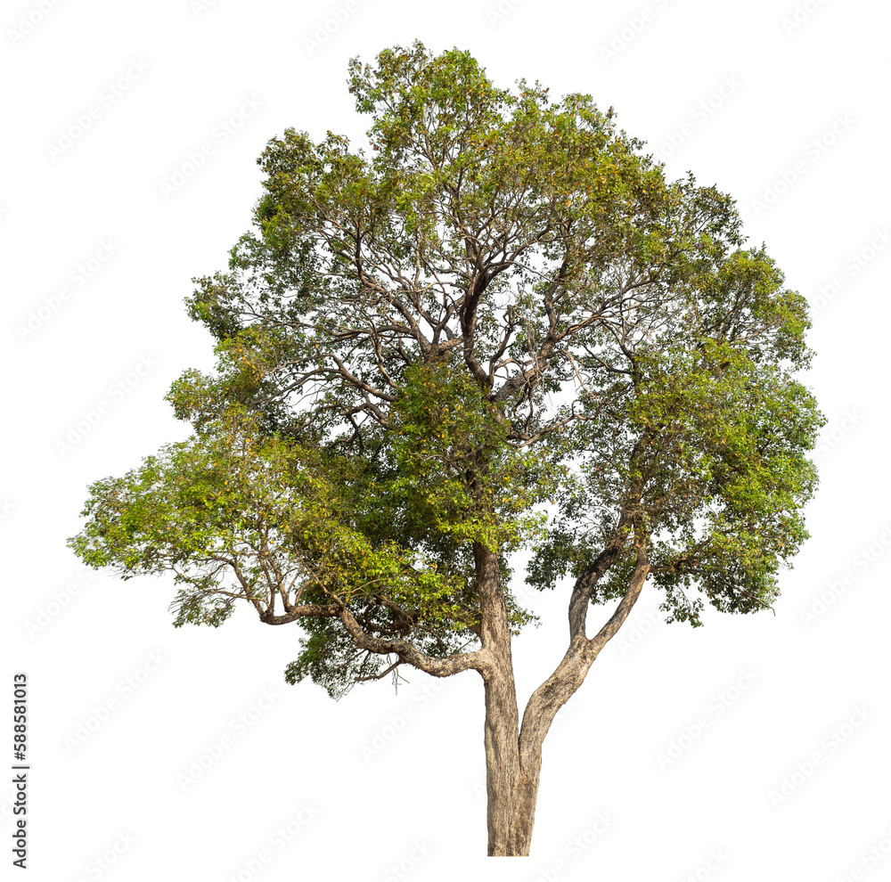 Green tree isolated on transparent background with clipping path ...