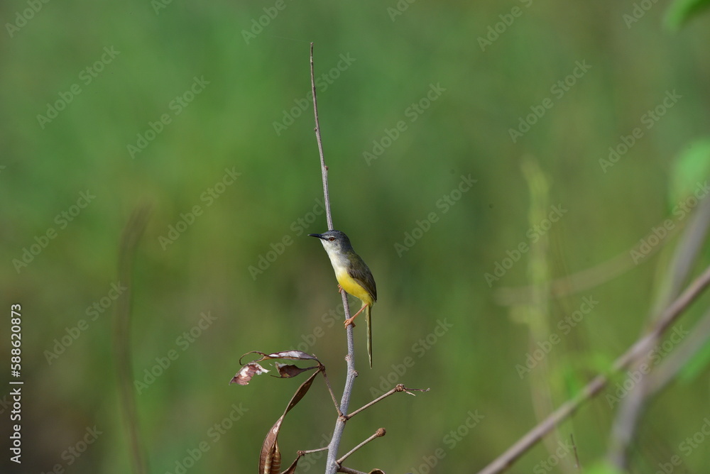 The bar winged prinia, Prinia familiaris is a species of bird in the cisticola family ...