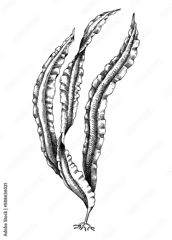 Hand drawn Konbu sketch. Kombu - edible seaweed drawing isolated on ...