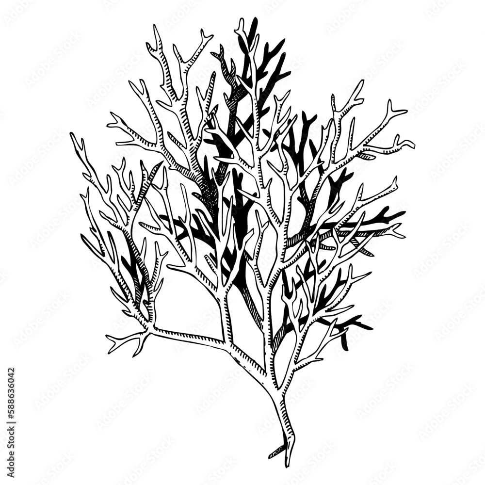 Hand drawn red aglae - ogonori sketch. Gracilaria - edible seaweed ...