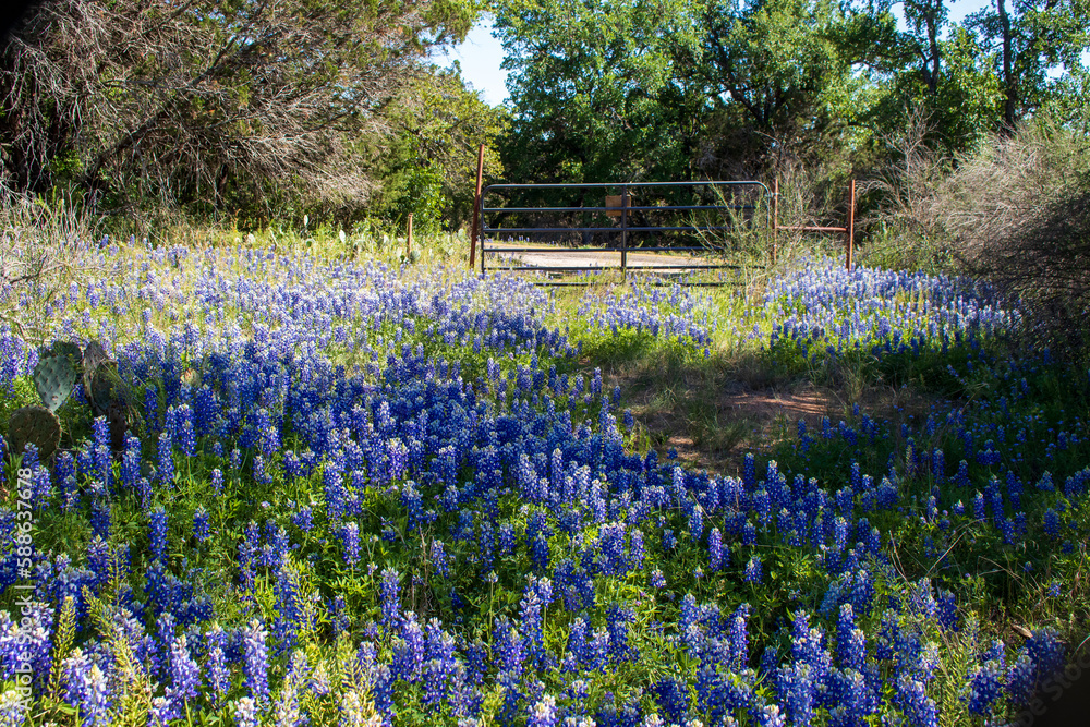 Foto de Beautiful Texas Bluebonnets in a field at Inks Lake State Park ...