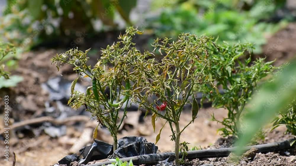 Disease on chilli plant. Chilli plant blight due to viral or bacterial ...