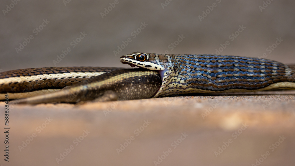 Western Yellow-bellied sand snake feeding on a Striped Skink Stock ...
