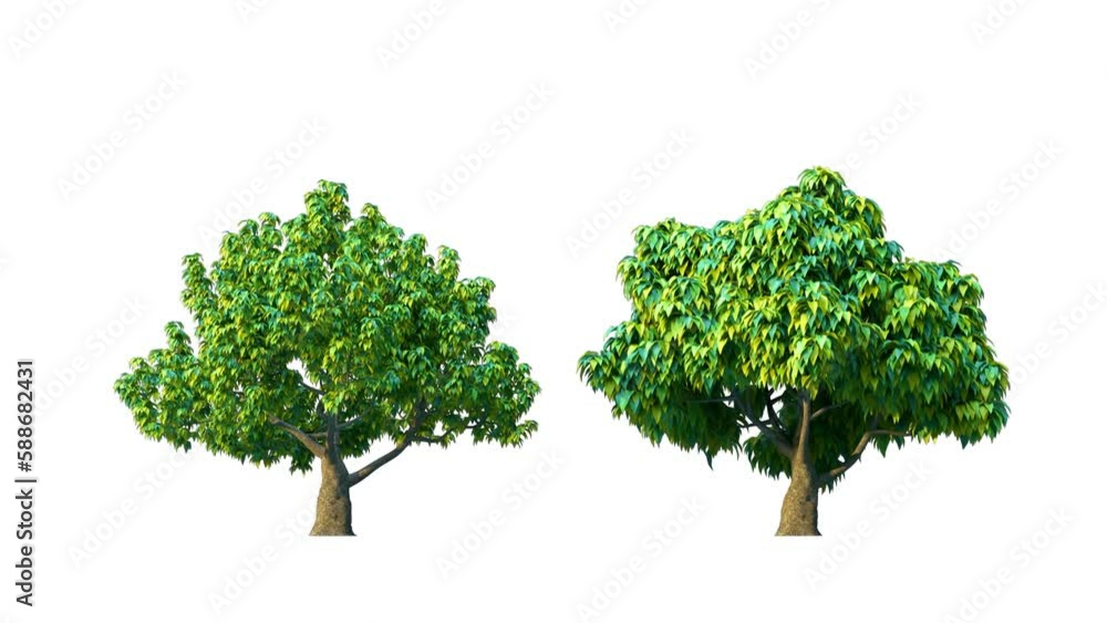 Growing trees isolated with alpha.3D animation growth grow from small ...