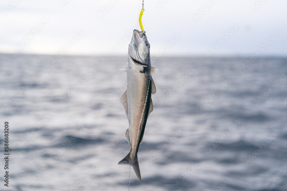 Norway exports thousands of tonnes of cod to the whole world, every ...