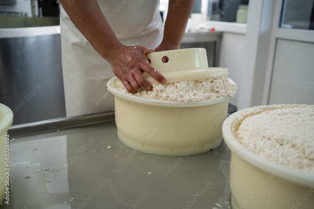 Close-up of a man cheese maker forming cheese into the plastic molds at ...