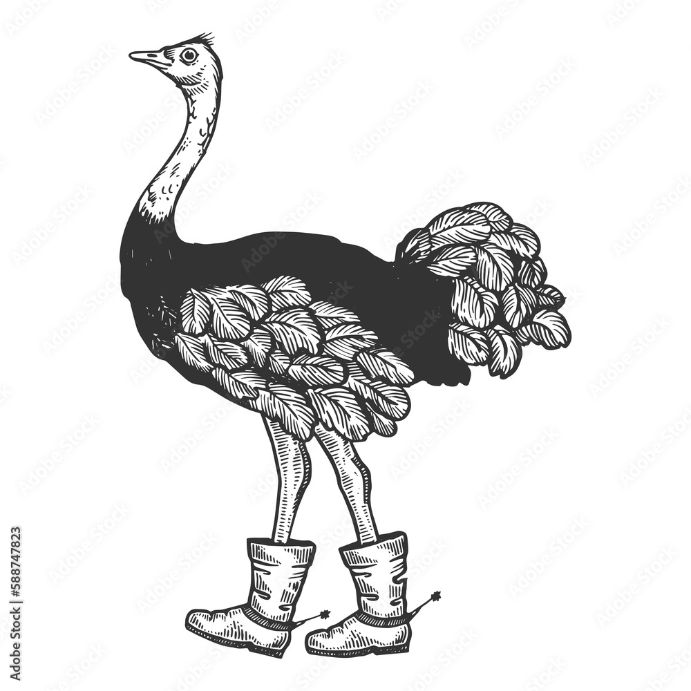 Ostrich in boots with spur animal engraving PNG illustration with ...