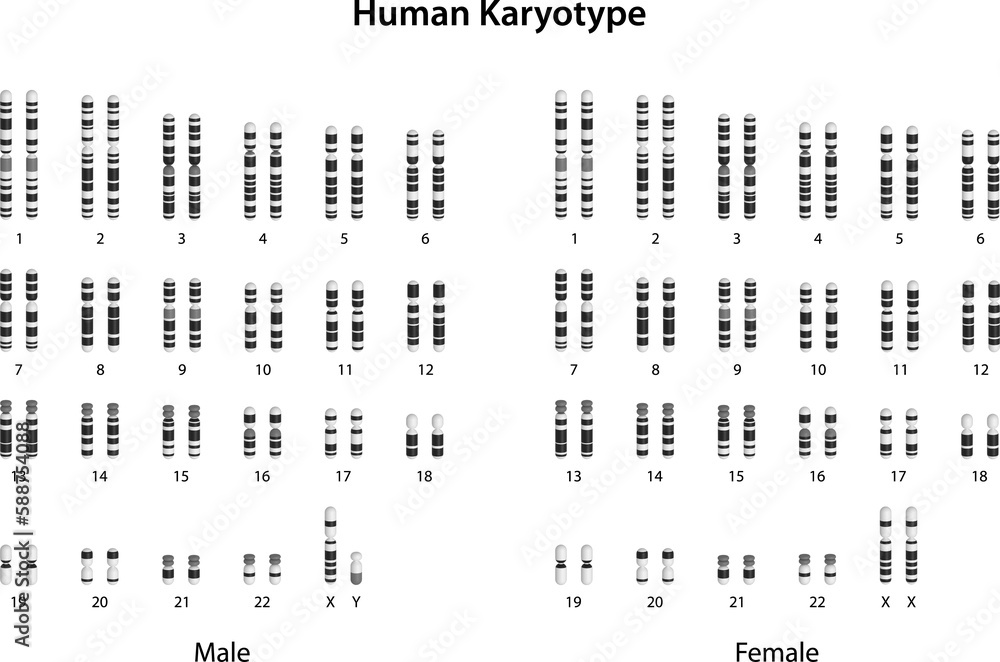Poster Human Karyotype (male and female) – Wall Art | UkPosters