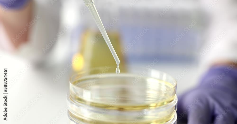 Yellow oil liquid drips from pipette into petri dish closeup. Quality ...