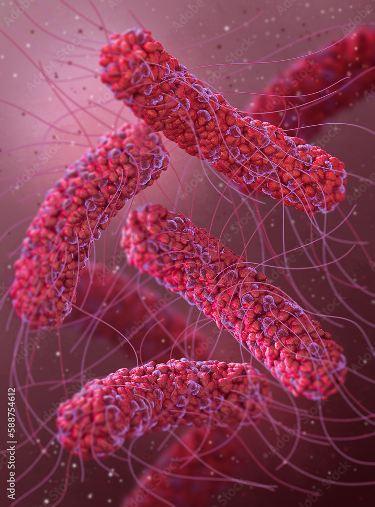 Medical background, bacteria facultative anaerobes, Salmonella ...