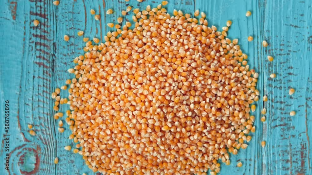 Corn seeds. Pile of raw corn grains is turning closeup on blue wood ...