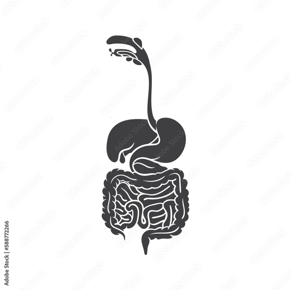 illustration of digestion, human digestion, vector art. Stock Vector ...