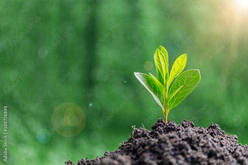 Small tree growing on soil in garden in green blur nature background ...