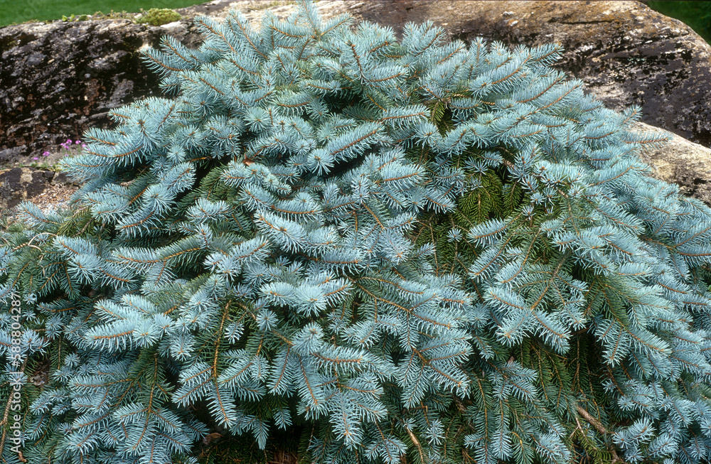 Epicea du Colorado, picea picea pungens 'Koster' Stock Photo | Adobe Stock