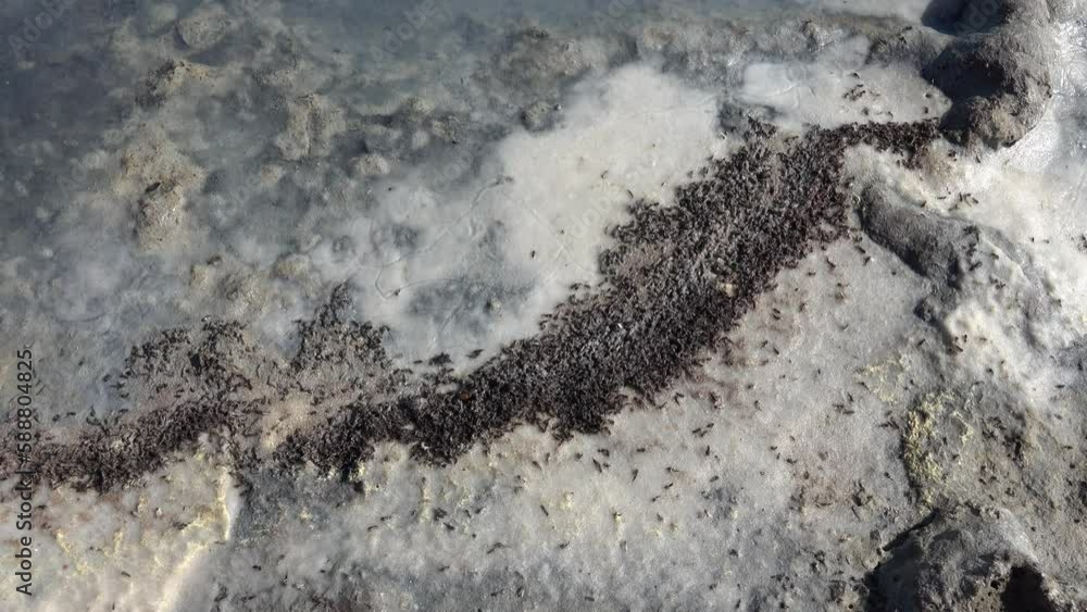 Vidéo Stock Hydrogen sulfide stagnant salt marsh. Gas turns turbid blue ...