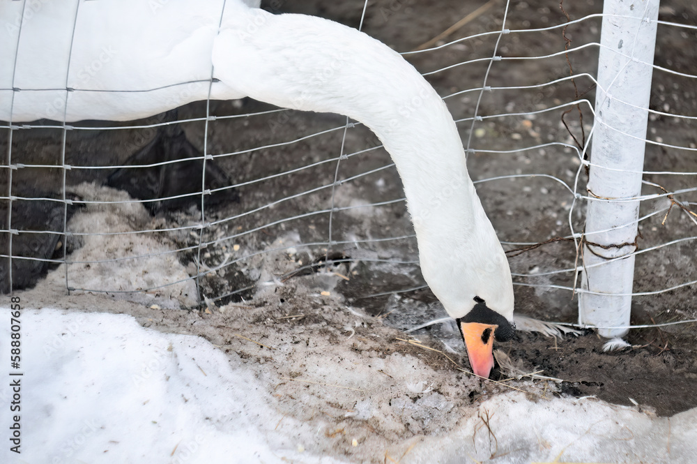 The Graceful Swan: A Domestic Farming Photo with . A Photo of Domestic ...