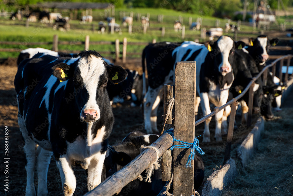 Farming, animal husbandry concept. Cows in a farm. Dairy cows eats ...