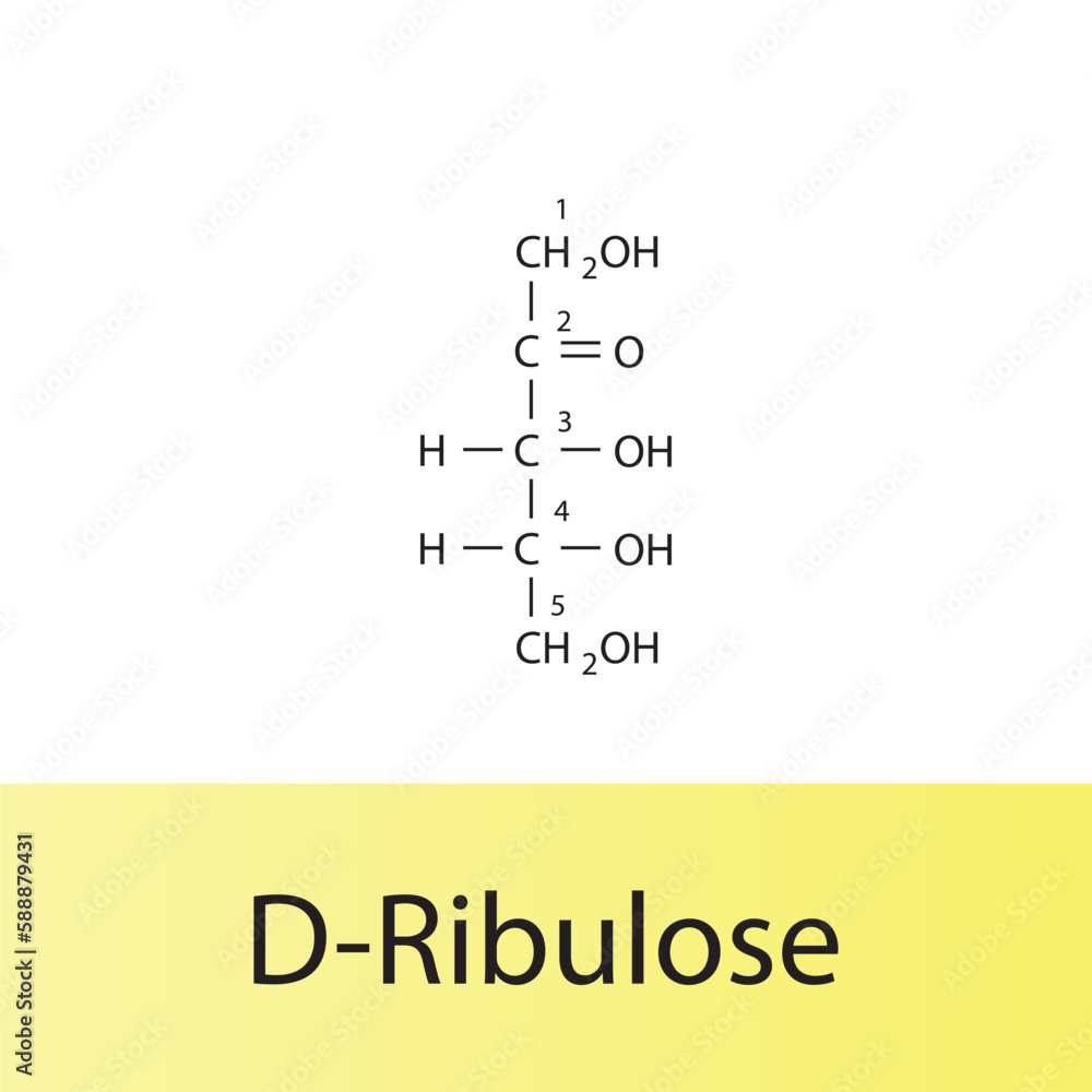Straight chain form chemical structure of D-Ribulose sugar. Scientific vector illustration on ...