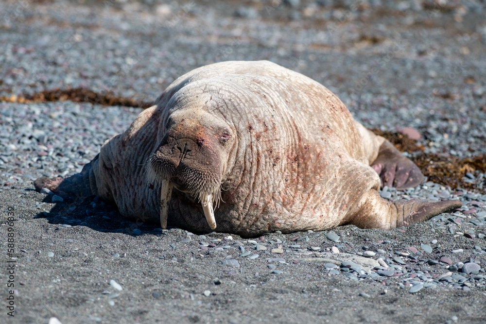 A large wild male walrus laying on a rocky beach with two long ivory ...