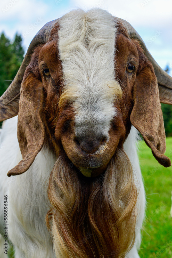 A funny looking expression on a tan colored goat's face. Its head is ...