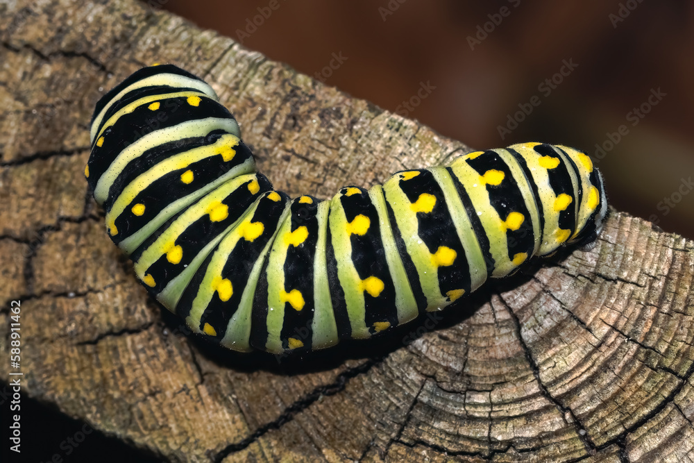 Macro of a large Eastern Black Swallowtail Caterpillar instar (Papilio ...