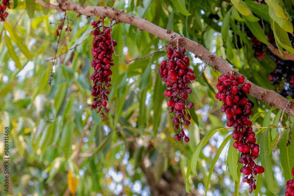Selective focus bunch of Chamaliang, Lepisanthes fruticosa is a fruit ...