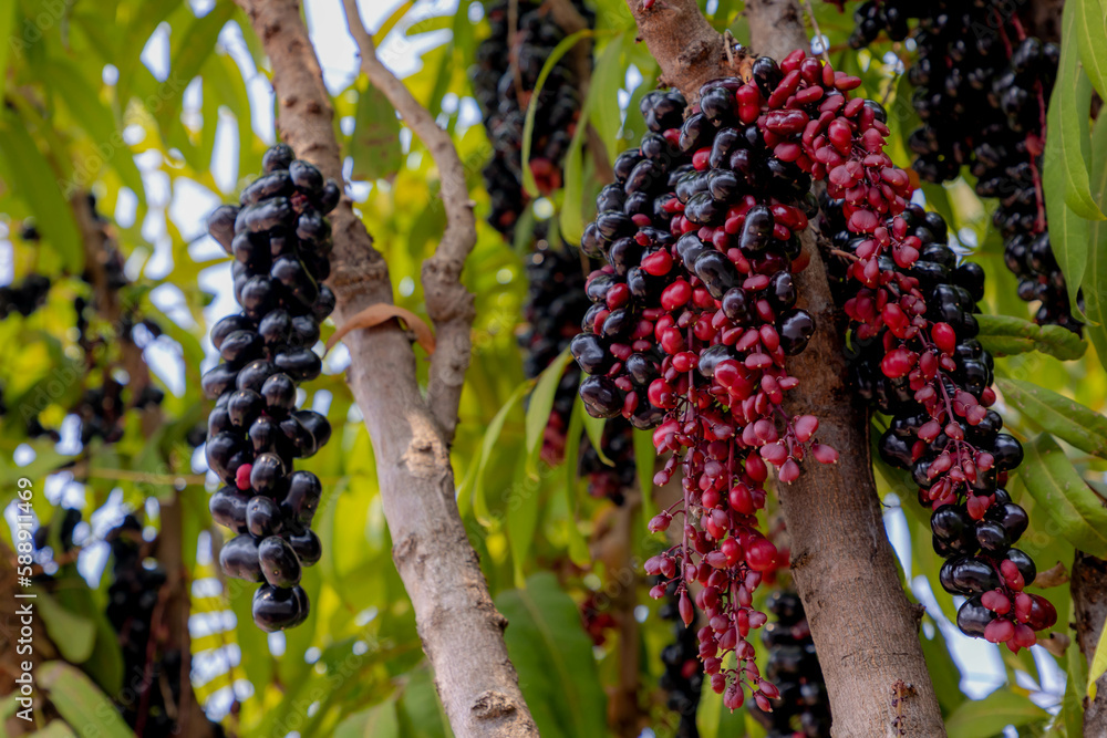 Selective focus bunch of Chamaliang, Lepisanthes fruticosa is a fruit ...
