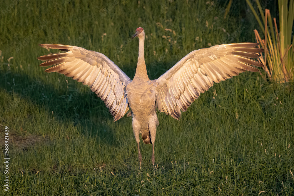 Sandhill Crane (Antigone canadensis) T Pose. Large Crane species spread ...